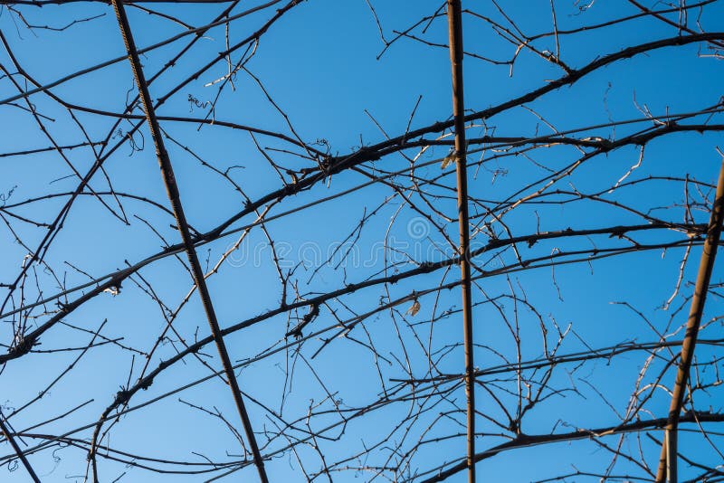 View of Vineyard in Winter with Bare, Dormant Branches Against B Stock ...