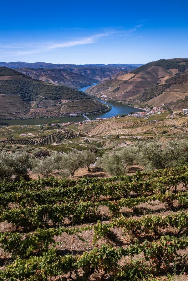 View of the Vineyards and the Douro River at Pinhao, Portugal Stock ...
