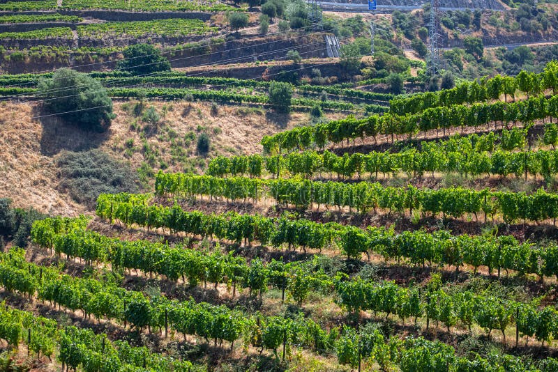 View of Vineyards with Vines, Agricultural Farm Fields, Typically ...