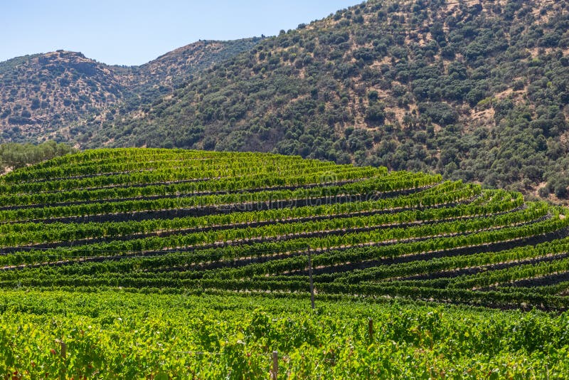 View Of Vineyards With Vines, Agricultural Farm Fields, Typically ...