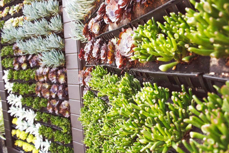 Succ wall stock image. Image of spanish, garden, last - 178010725