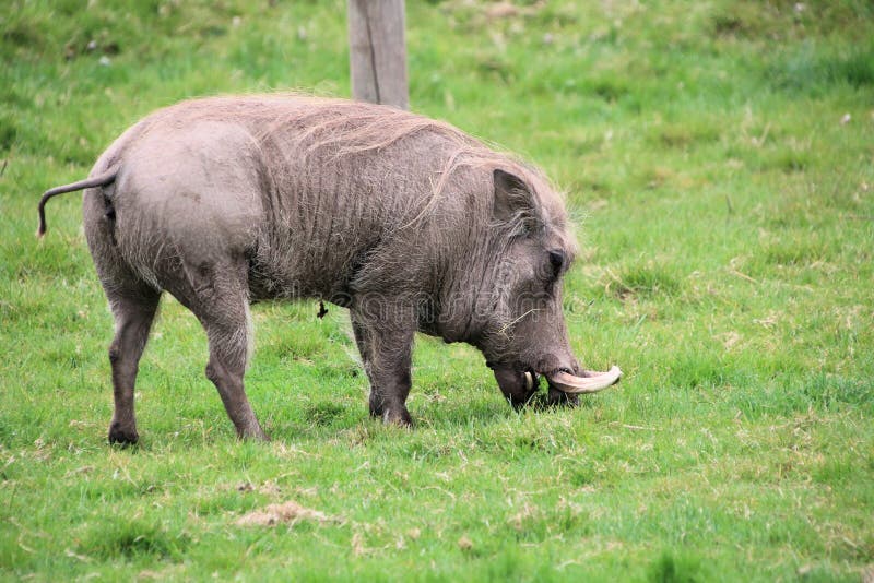 A view of a Wart Hog stock image. Image of outdoor, meerkat - 261784539