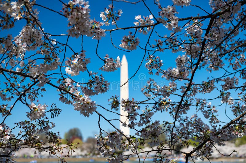 View of the Washington Monument, Tidal Basin and Cherry Blossom Trees ...