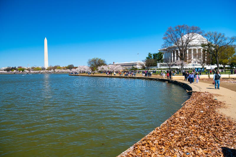 View of the Washington Monument, Tidal Basin and Cherry Blossom Trees ...