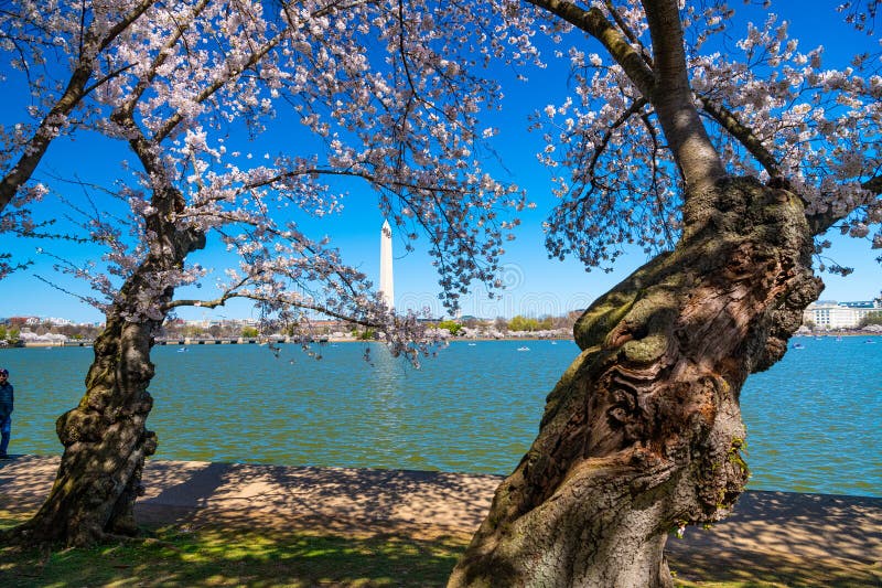 View of the Washington Monument, Tidal Basin and Cherry Blossom Trees ...