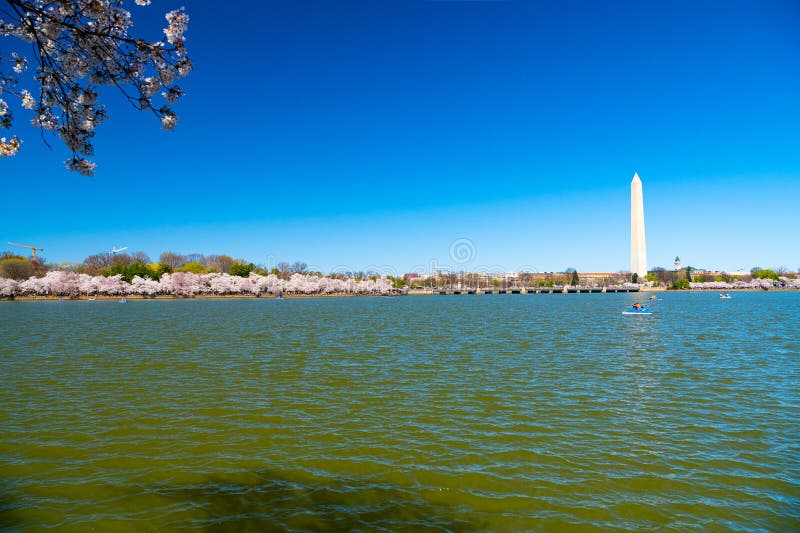 View of the Washington Monument, Tidal Basin and Cherry Blossom Trees ...