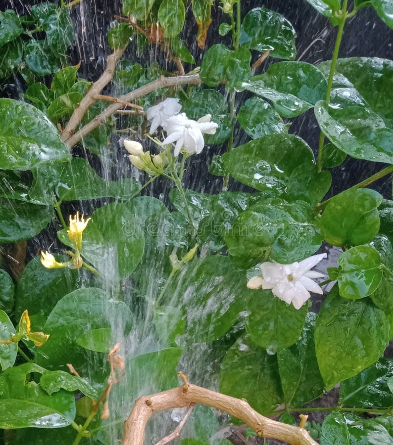 View of Water Being Sprayed on Plants Stock Photo - Image of sprayed ...
