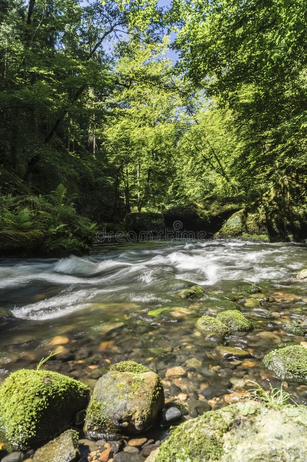 River rock forests stock image. Image of cascade, leaf - 110372421