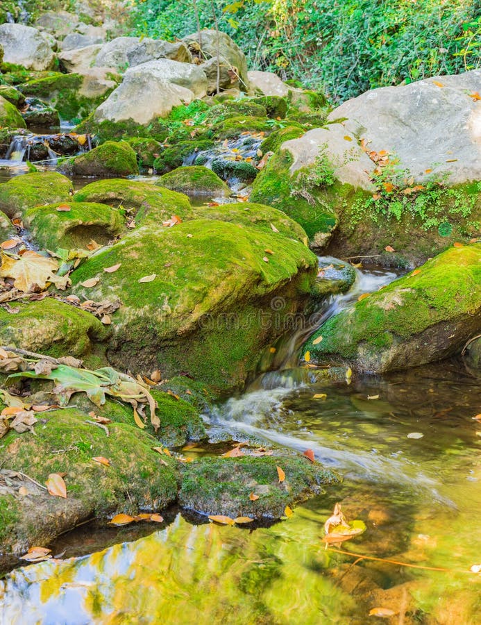 Beautiful Small Forest Stream with Mossed Stones Stock Photo - Image of ...