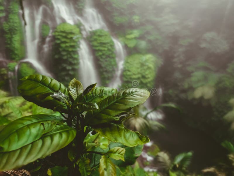 View of Waterfall in Beautiful Forest at Kintamani, Bali Stock Image ...