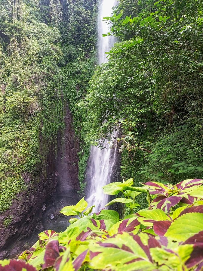 The View of a Waterfall Surrounded by a Beautiful Expanse of Plants ...