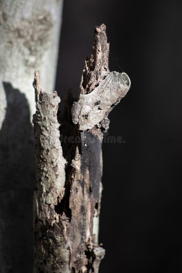 Artistic Abstract of Tree Branch with Black Background Stock Image ...