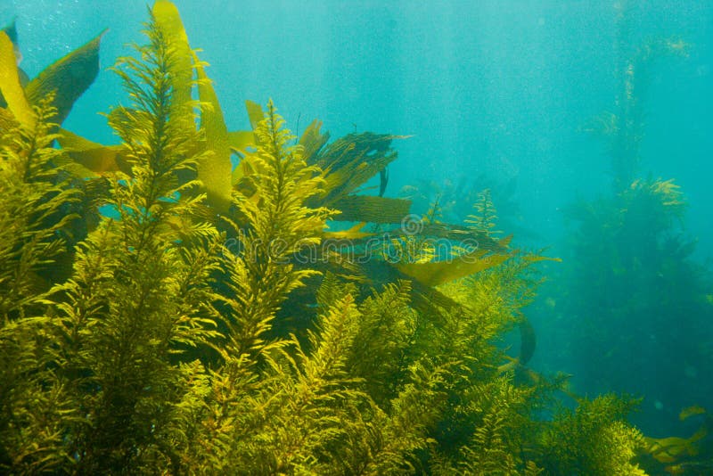 View of Weed Algae Underwater in California Stock Photo - Image of ...