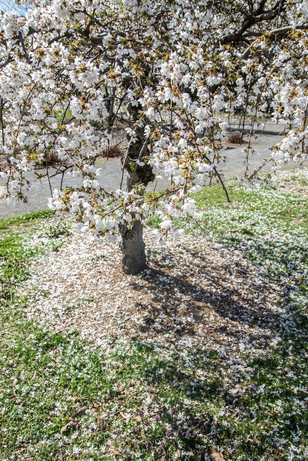 Fallen flowers stock photo. Image of weather, deciduous - 274139122