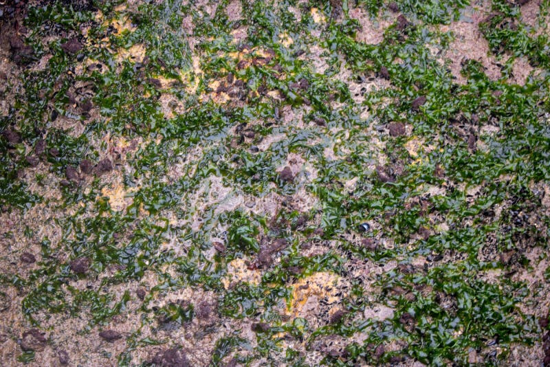 Grass on a surface. stock image. Image of summer, garden - 140028811