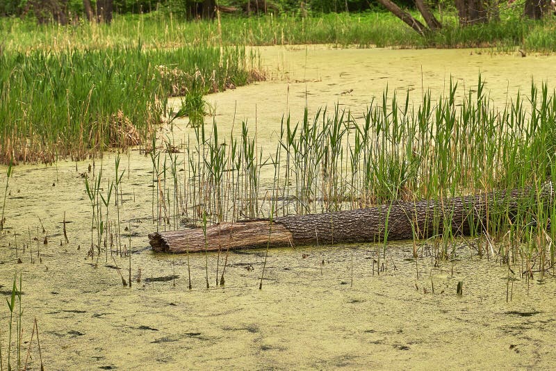 View of the Wetland Ecosystem. Stagnant Water and Wet Plant Stock Image ...