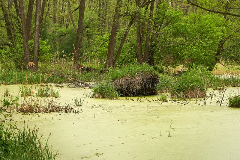 View of the Wetland Ecosystem. Stagnant Water and Wet Plant Stock Photo ...