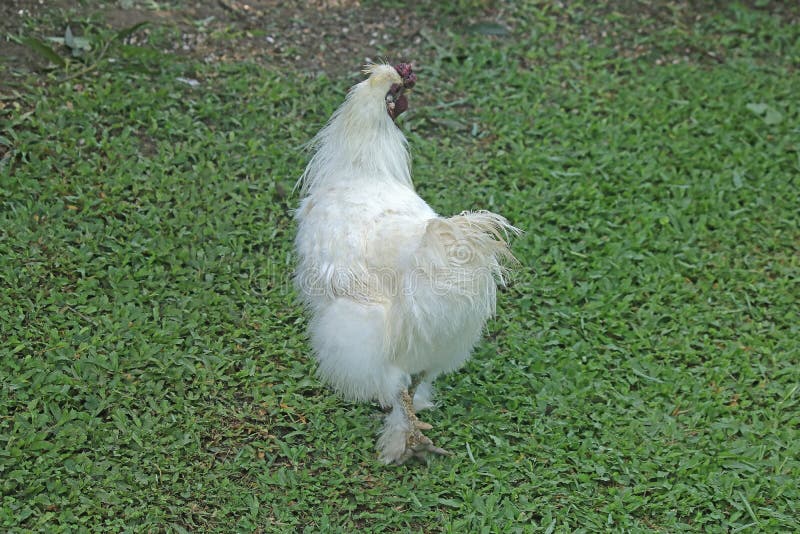 WHITE BANTAM HEN from BEHIND Stock Image - Image of back, colours ...