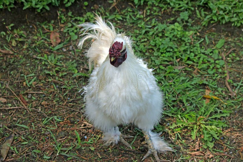 White Bantam Hen with Head Turned Stock Photo - Image of avian, colour ...