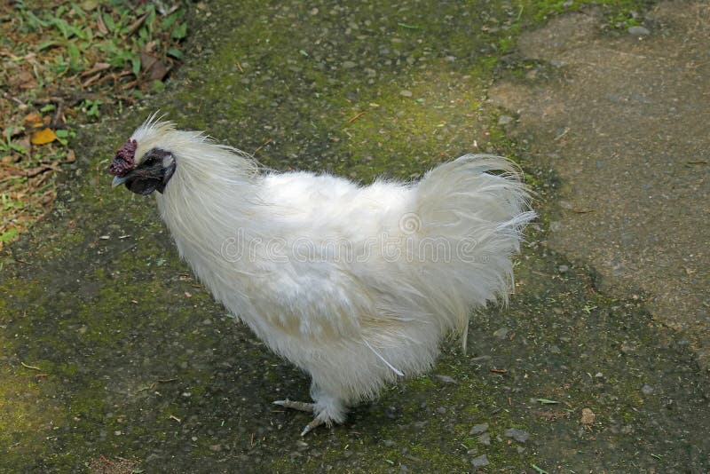 White bantam hen in a yard stock photo. Image of head - 104876040