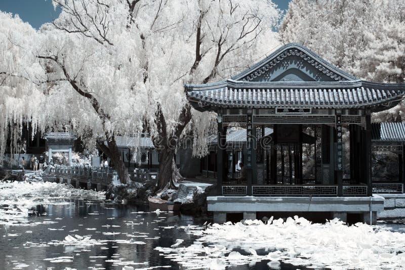 View of the White Blooming Trees in the Summer Palace in Beijing Stock ...