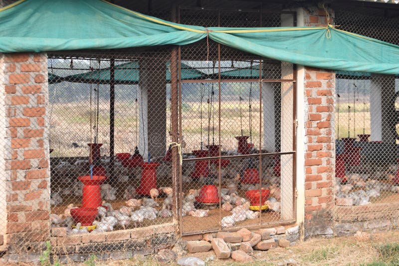 A View of White Broiler Chicken Farm, Cornish Chickens for Commercial ...