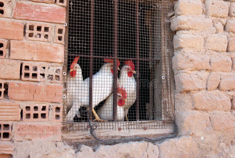 View of White Chickens Inside a Brick Cage Stock Image - Image of ...