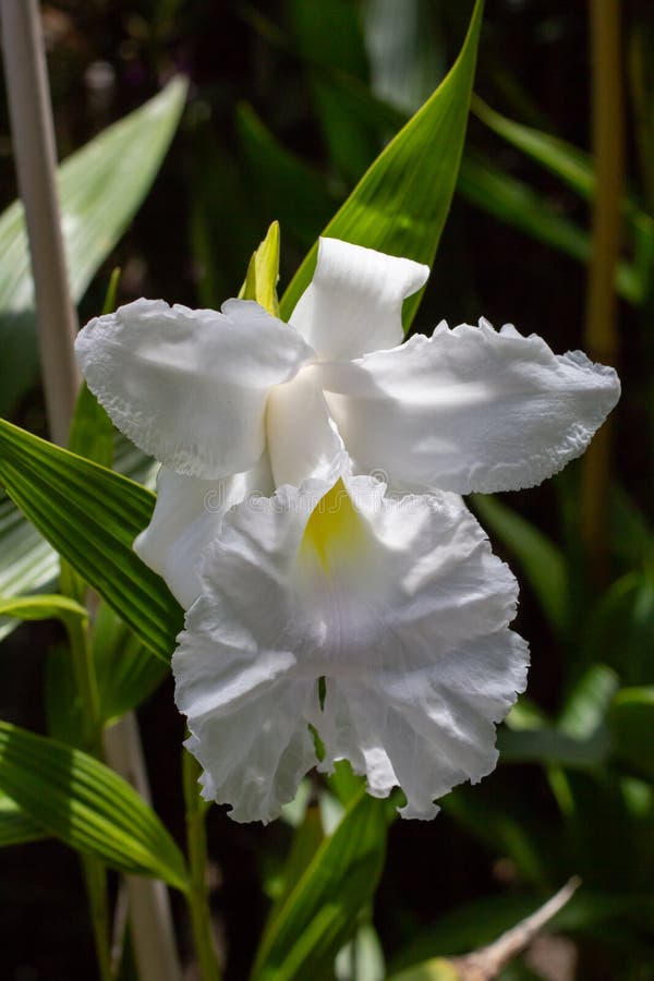 Cattleya orchid white stock image. Image of competition - 178912159