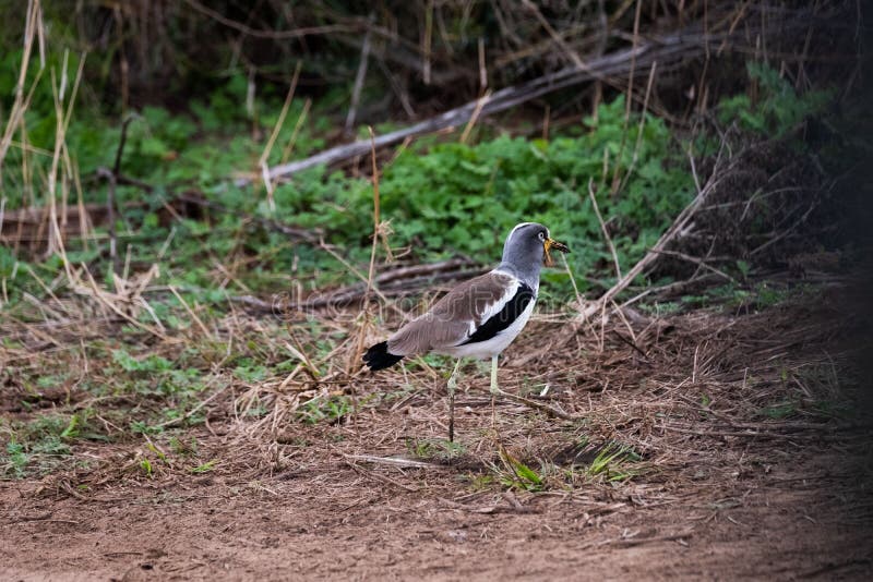 View of a White-crowned Lapwing Perching on the Soil in the Greenery ...