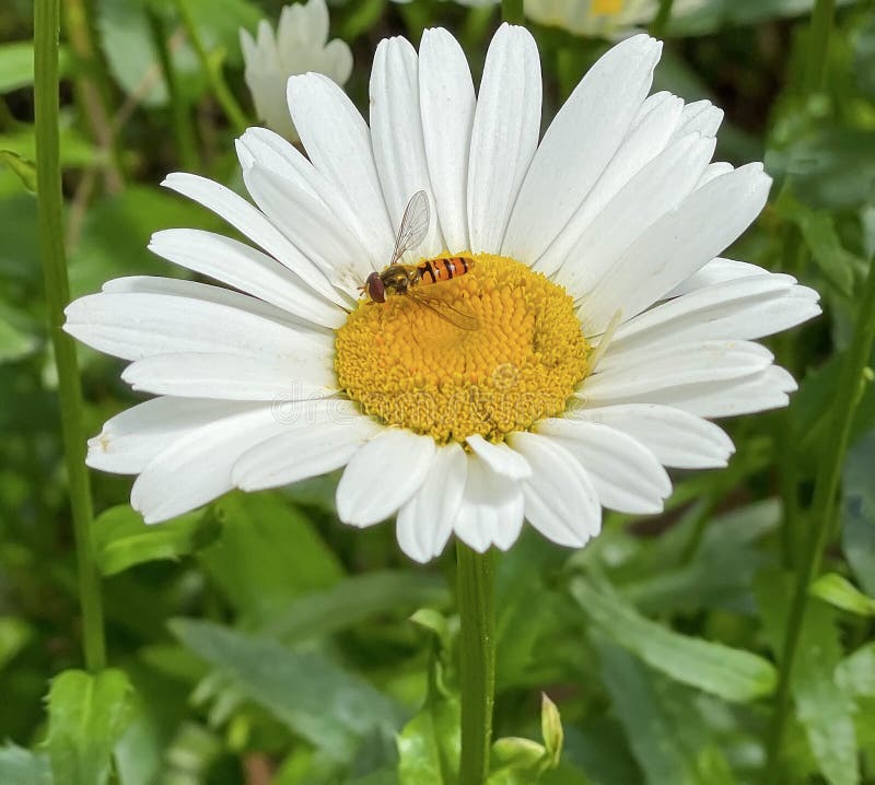 Beautiful Flowers and Busy Bees Stock Photo - Image of beautiful, busy ...