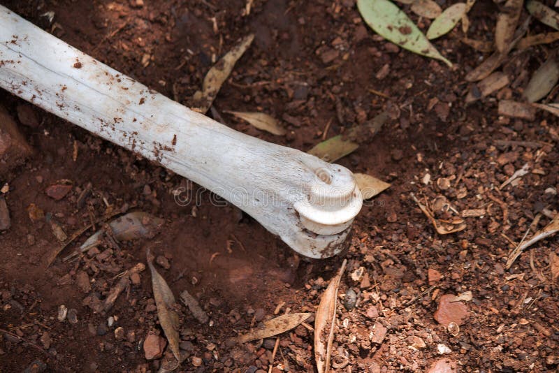 BLEACHED LONGBONE of an ANIMAL Stock Image - Image of africa, cracked ...