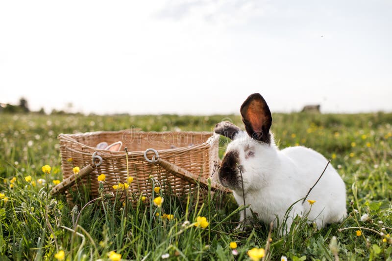 Baby White Rabbit in Spring Green Grass Background Stock Image - Image ...