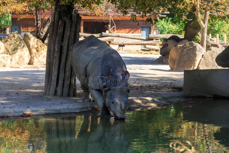 Rhino Drinking Water by Lake Stock Photo - Image of sleeping, scenic ...