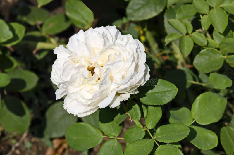 A View of a White Rose Bush in Bloom Stock Photo - Image of bush ...