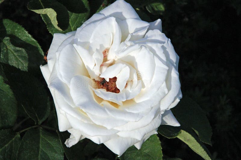 A view of a White Rose stock photo. Image of flower - 191445280