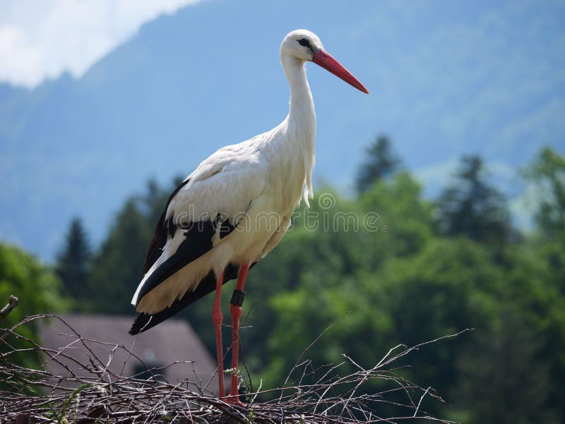 View of the White Stork on the Nest Stock Photo - Image of branch ...