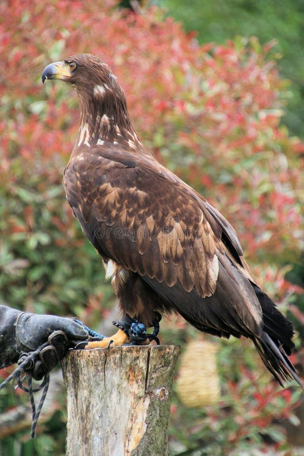 A View of a White Tailed Eagle Stock Photo - Image of summer, tailed ...