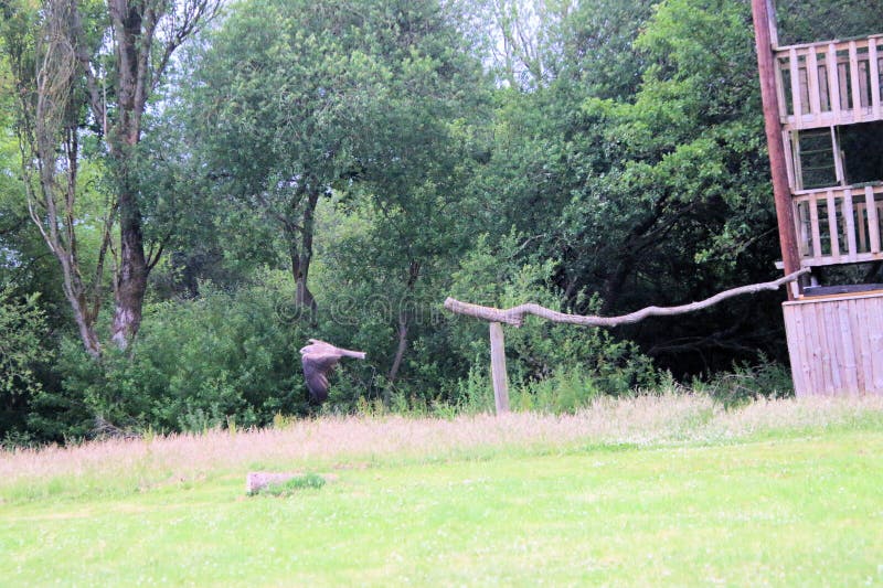 A View of a White Tailed Eagle Stock Photo - Image of natural, hawk ...