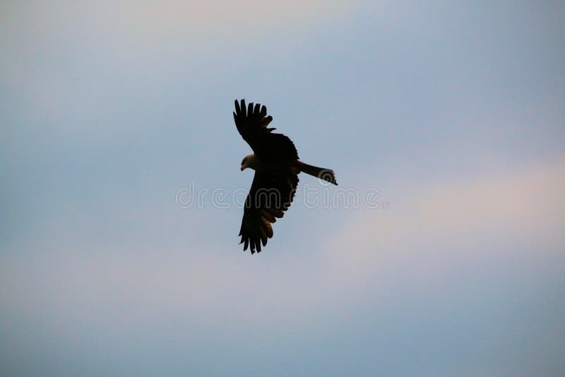 A View of a White Tailed Eagle Stock Photo - Image of wildlife, summer ...