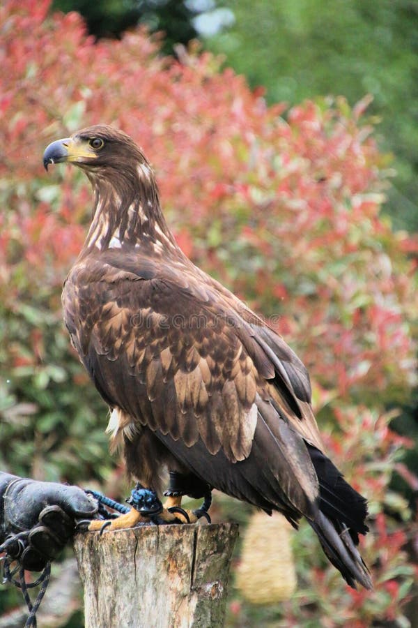 A View of a White Tailed Eagle Stock Photo - Image of outdoor, view ...