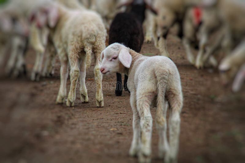 View of a White Tiny Sheep Walking with Other Sheep while Looking Back ...