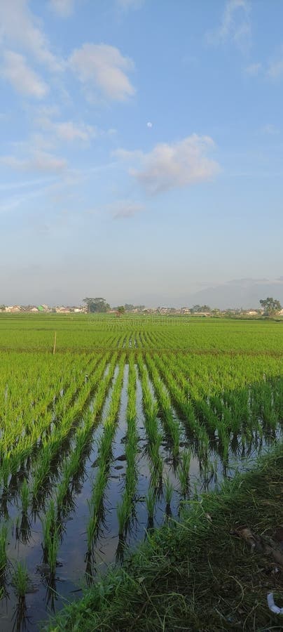 View of Wide Expanse of Rice Fields Stock Image - Image of beautiful ...