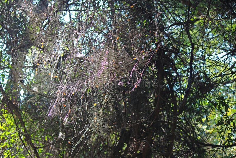 Falling Spiders Stock Photos - Free & Royalty-Free Stock Photos from ...