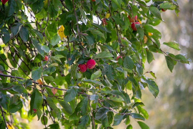 Wild Red Apples on a Tree stock photo. Image of people - 160120354