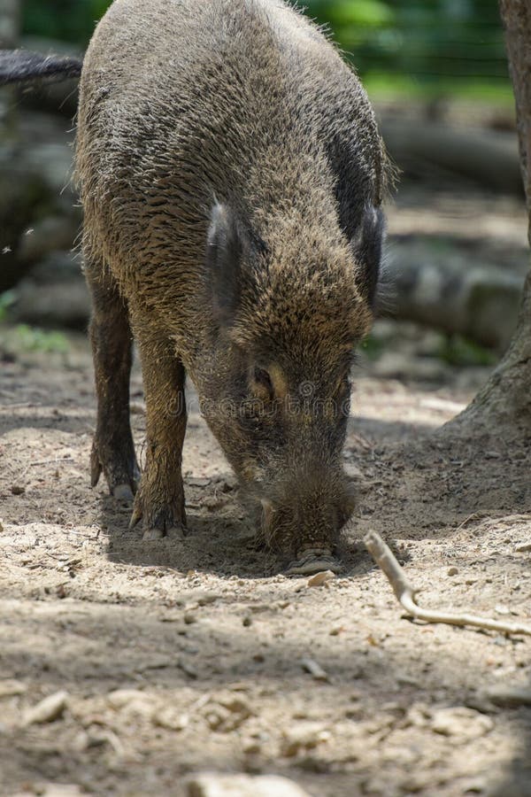View of a Wild Boar in the Forest in France Stock Image - Image of ...