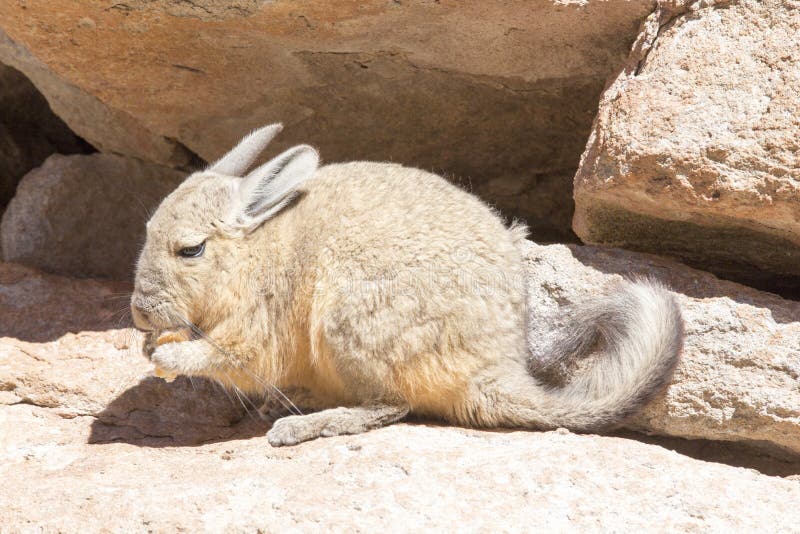 View of Wild Rabbit, Called Vizcacha Stock Photo - Image of national ...