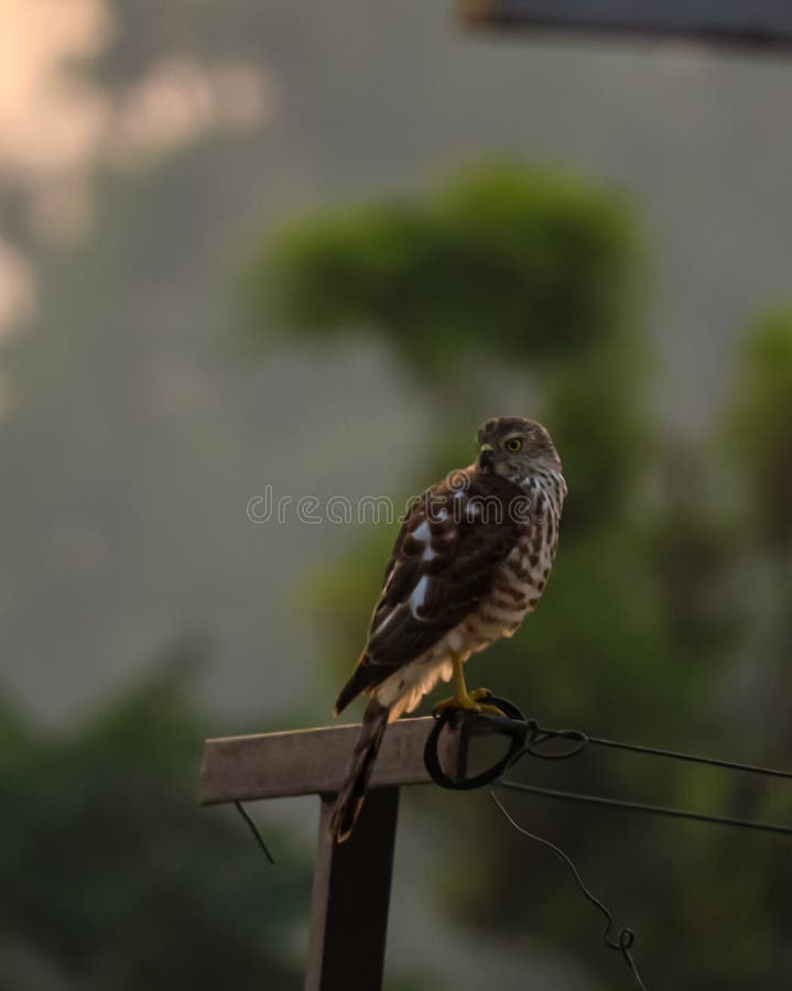A Wild Raptor Brown Eagle Bird Sitting on a Fence Stock Image - Image ...