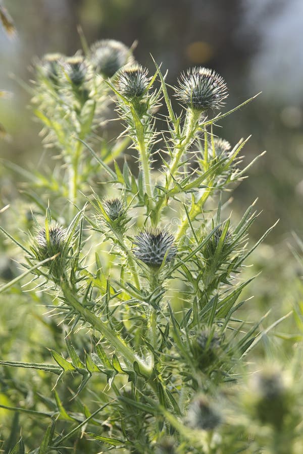 Tinted Thistle Stock Photos - Free & Royalty-Free Stock Photos from ...