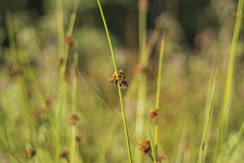 Wild Spike Bull Moose stock photo. Image of alaska, north - 15067590