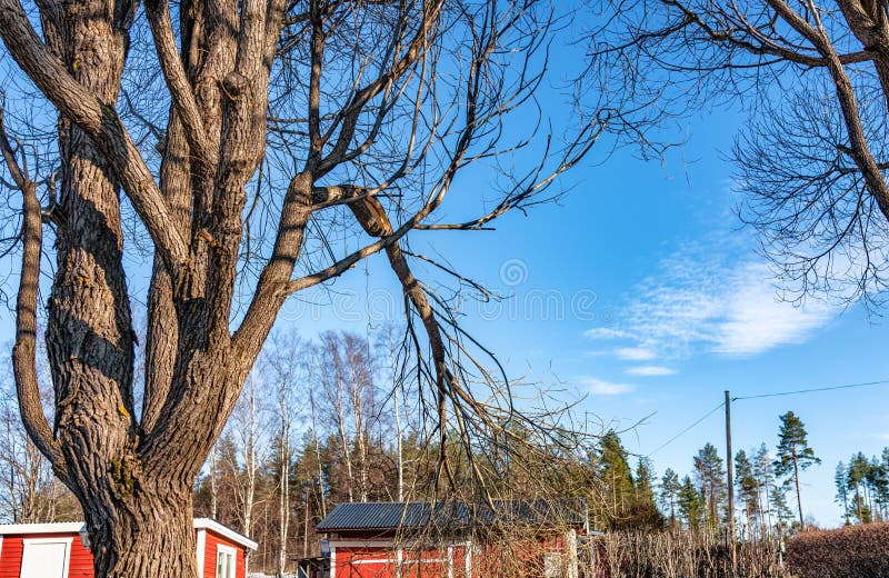 107 Willow Tree Split Stock Photos - Free & Royalty-Free Stock Photos ...